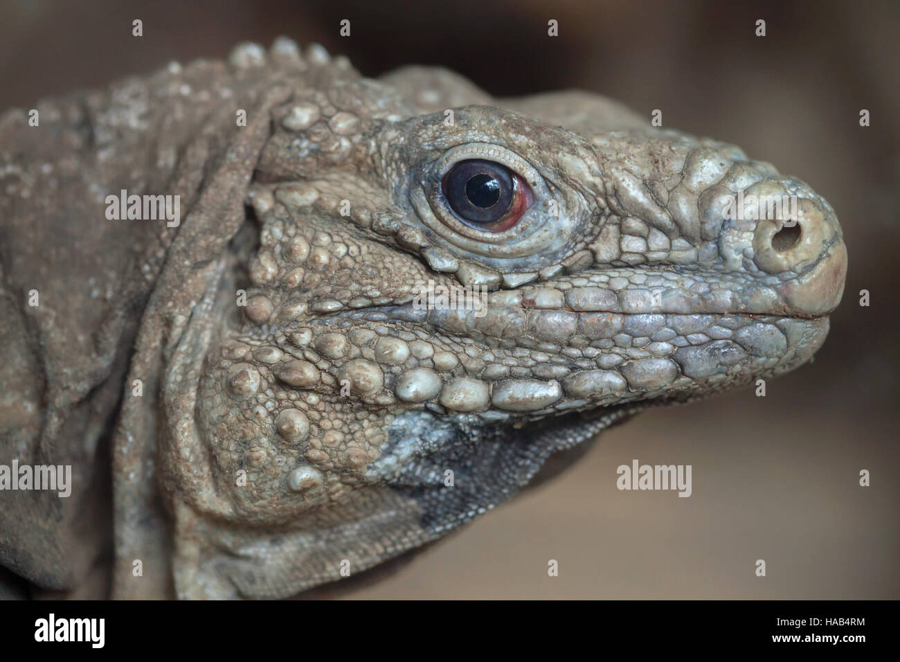 Cyclura nubila hi-res stock photography and images - Alamy