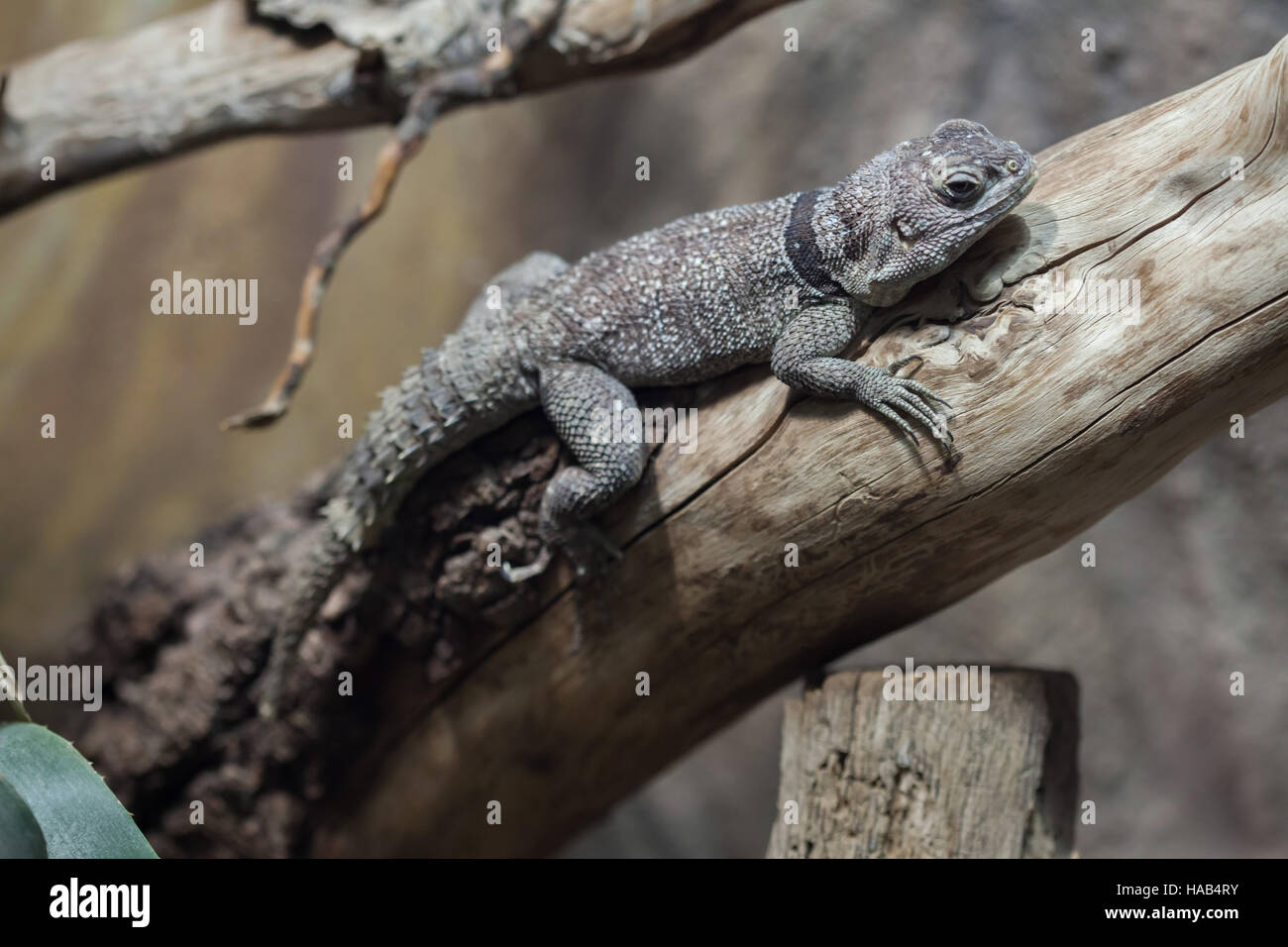 Cuvier's Madagascar swift (Oplurus cuvieri), also known as the ...