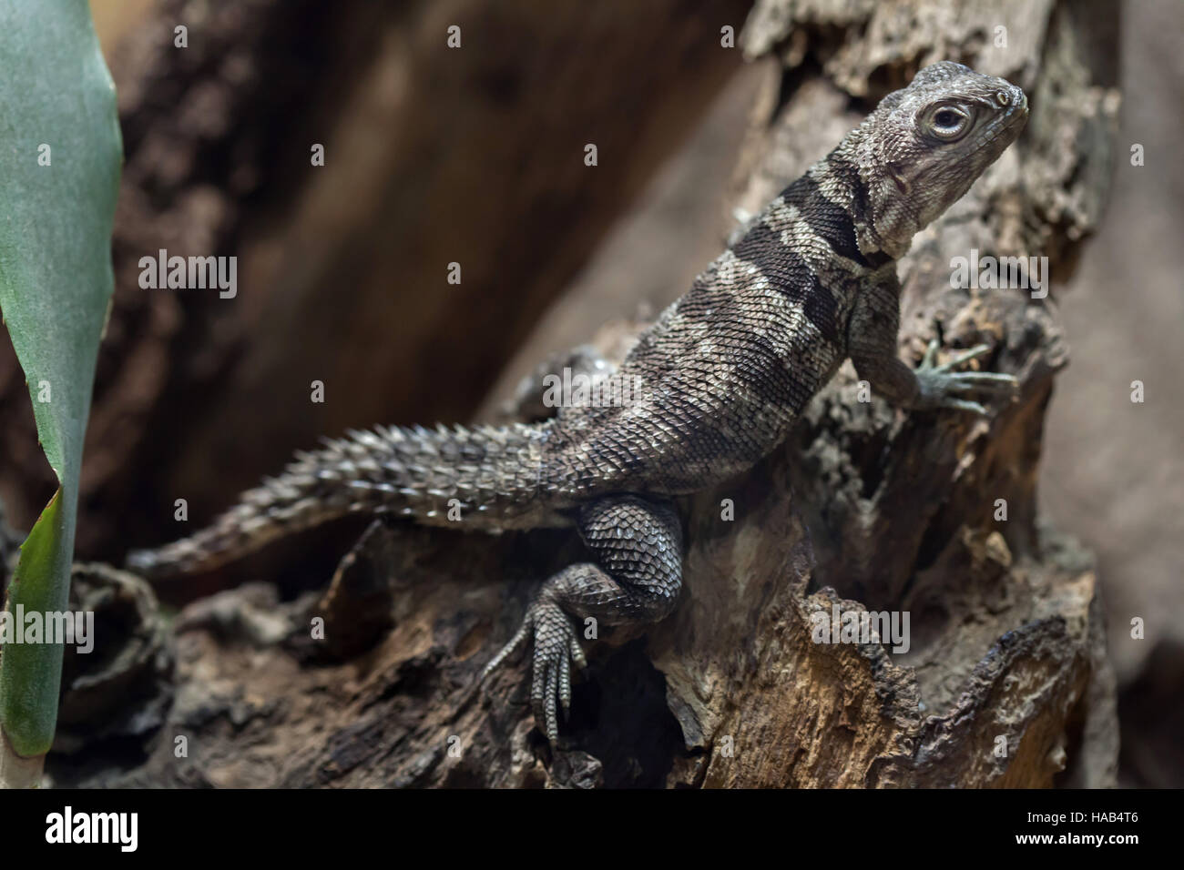 Cuvier's Madagascar swift (Oplurus cuvieri), also known as the ...