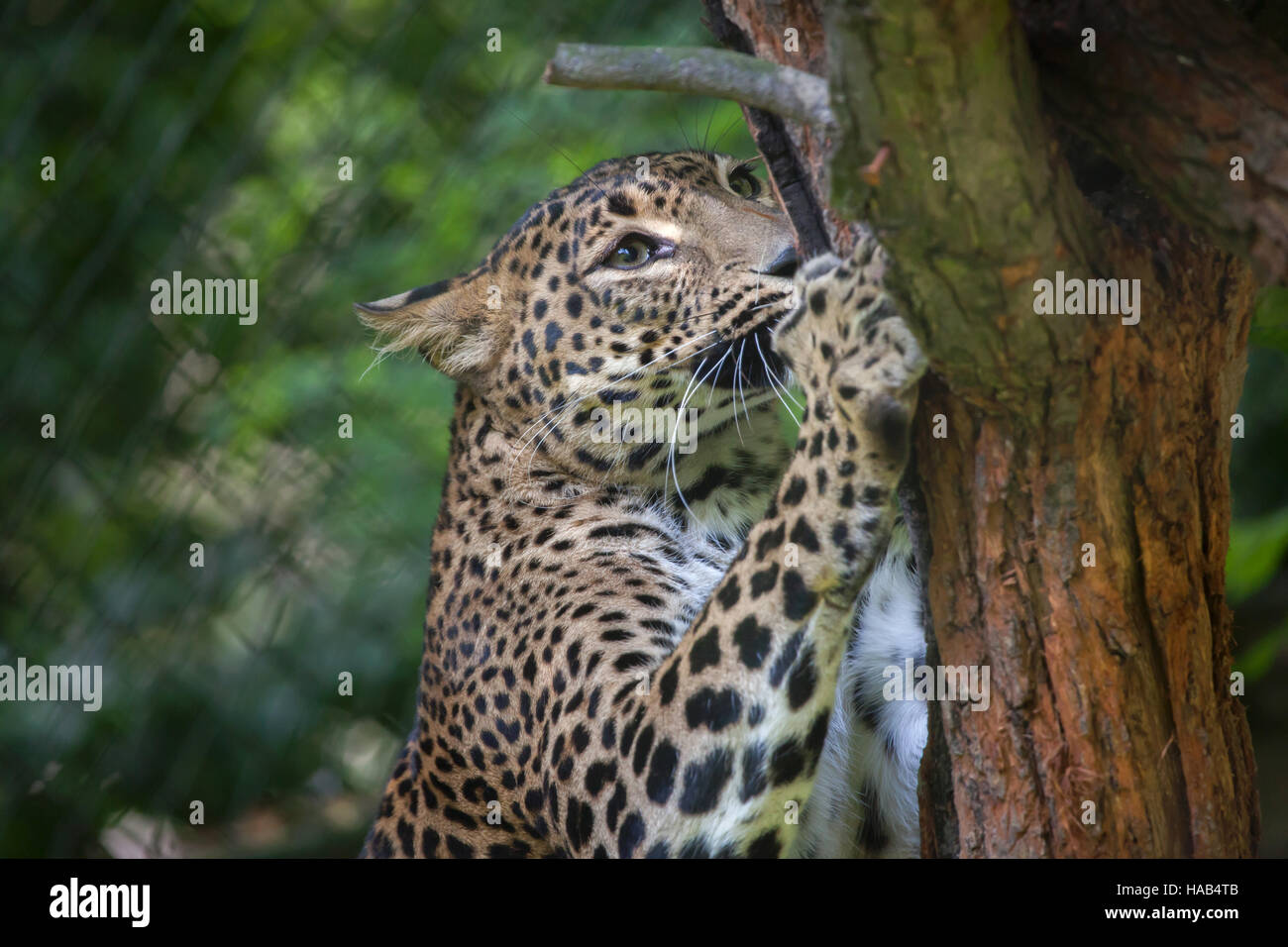 Sri Lankan leopard (Panthera pardus kotiya), also known as the Ceylon ...