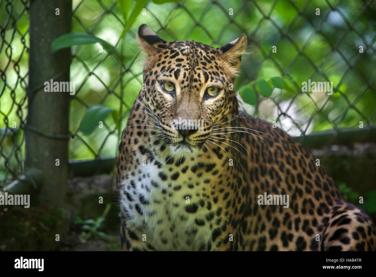 Sri Lankan leopard (Panthera pardus kotiya), also known as the Ceylon ...