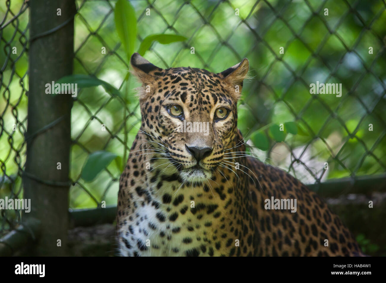 Sri Lankan leopard (Panthera pardus kotiya), also known as the Ceylon ...