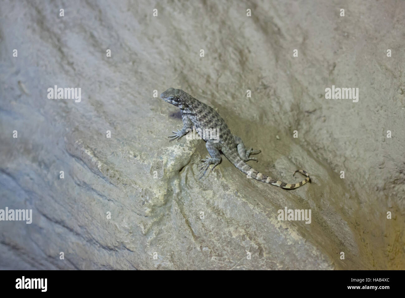 Northern curly-tailed lizard (Leiocephalus carinatus Stock Photo - Alamy
