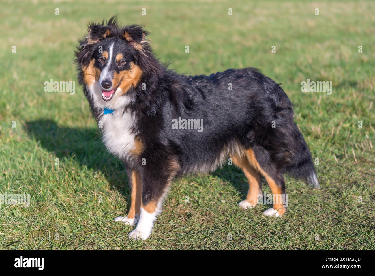 Happy Sheepdog High Resolution Stock Photography and Images - Alamy