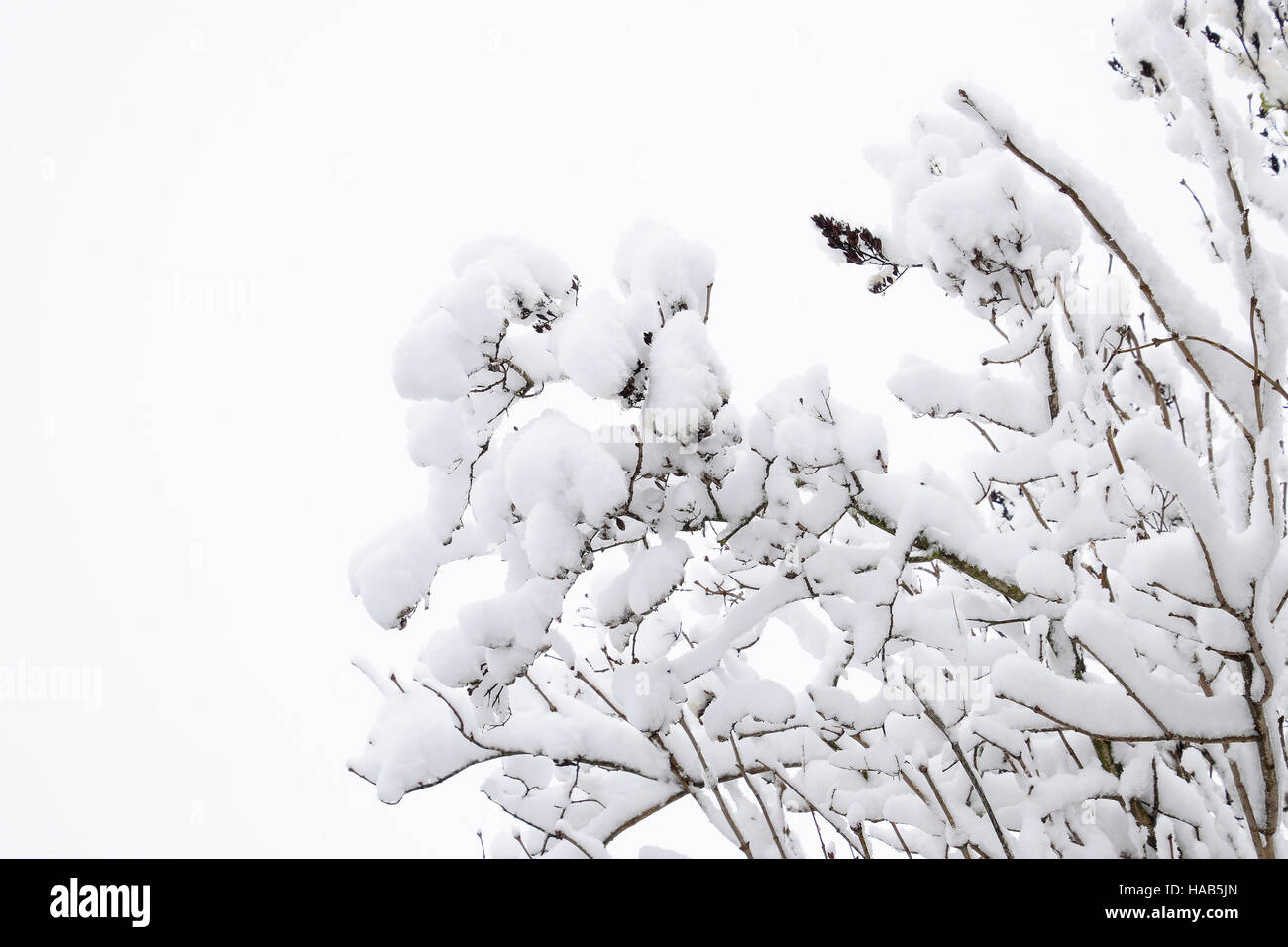 Snow on the tree branches. Winter View of trees covered with snow. The ...