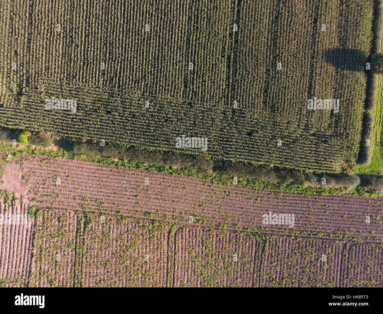 Ariel image of arable farmland in Cheshire Stock Photo - Alamy