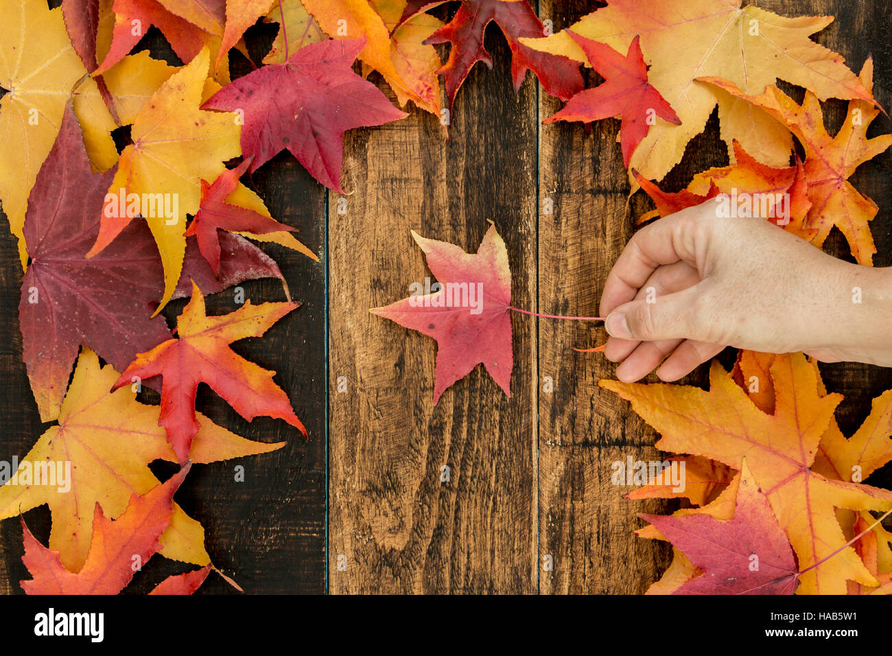 Hand with a beatiful red leaf. Autumns arrives Stock Photo - Alamy