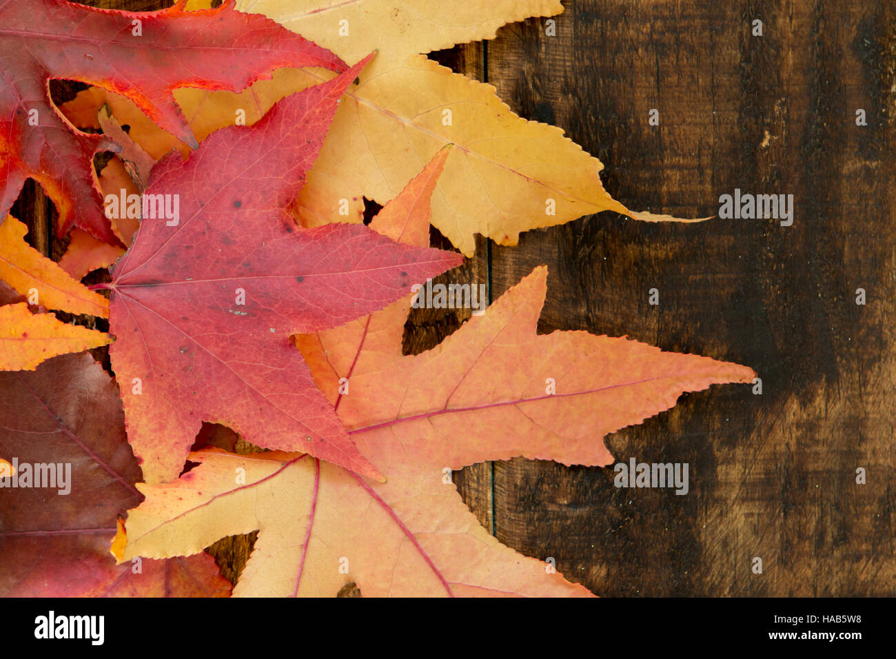 Beautiful leaves with many colors from the autumn Stock Photo - Alamy