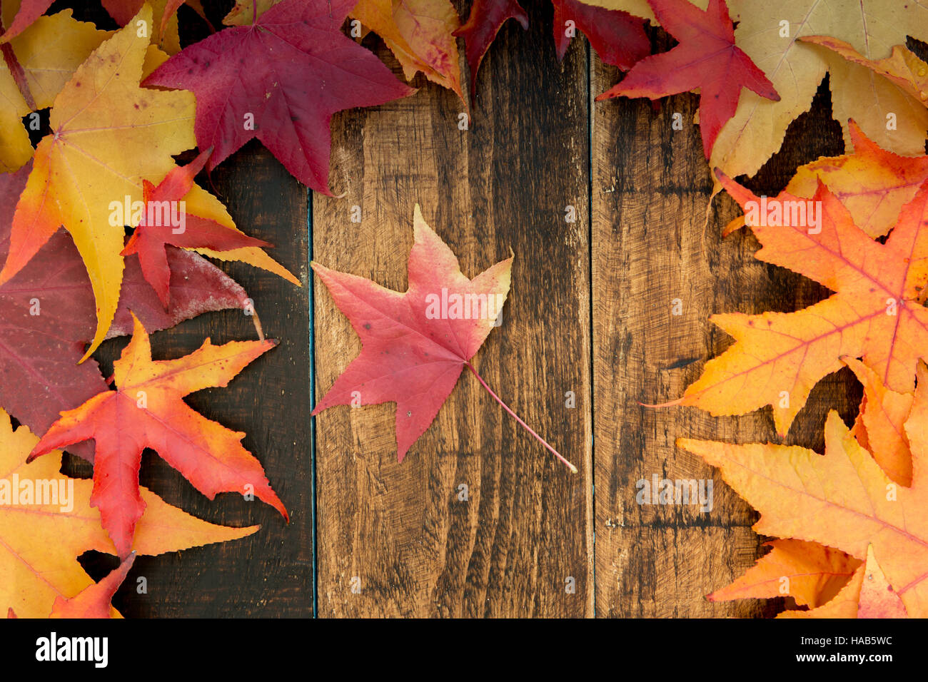 Beautiful leaves with many colors from the autumn Stock Photo - Alamy