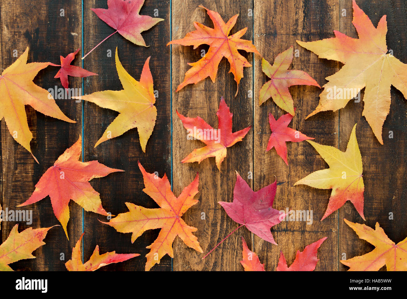 Beautiful leaves with many colors from the autumn Stock Photo - Alamy