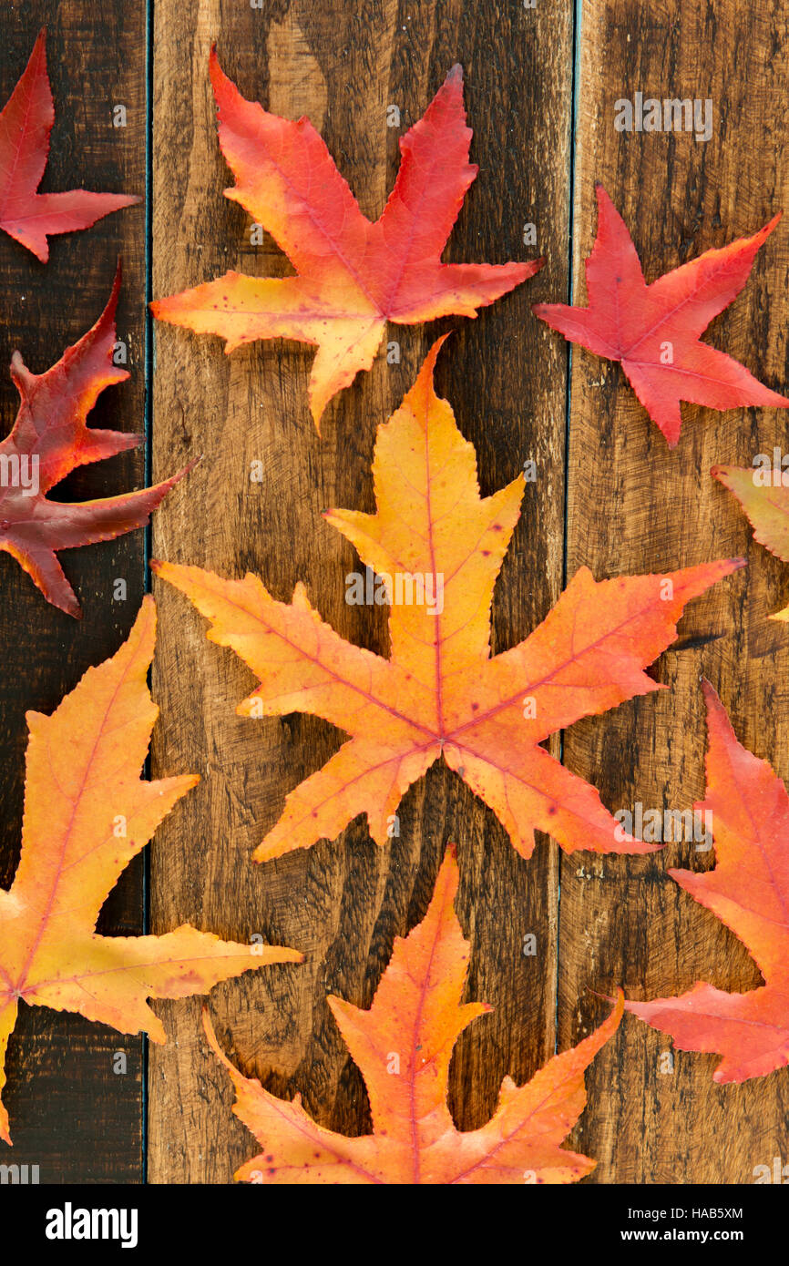 Beautiful leaves with many colors from the autumn Stock Photo - Alamy
