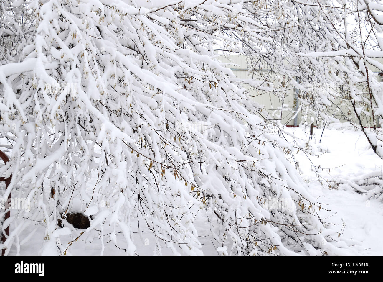 Snow on the tree branches. Winter View of trees covered with snow. The ...