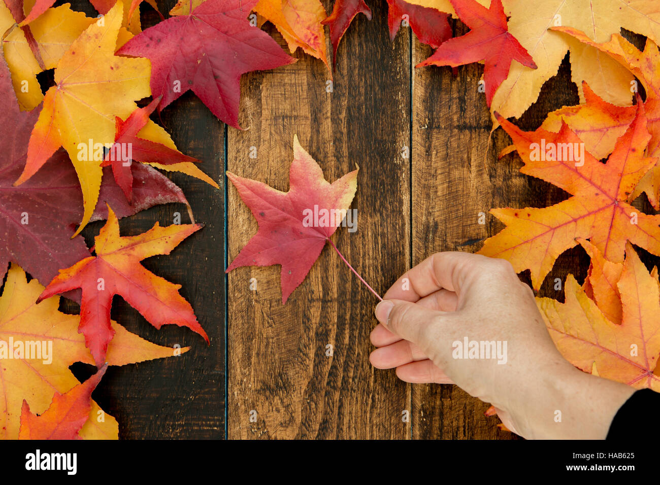 Beautiful leaves with many colors from the autumn Stock Photo - Alamy