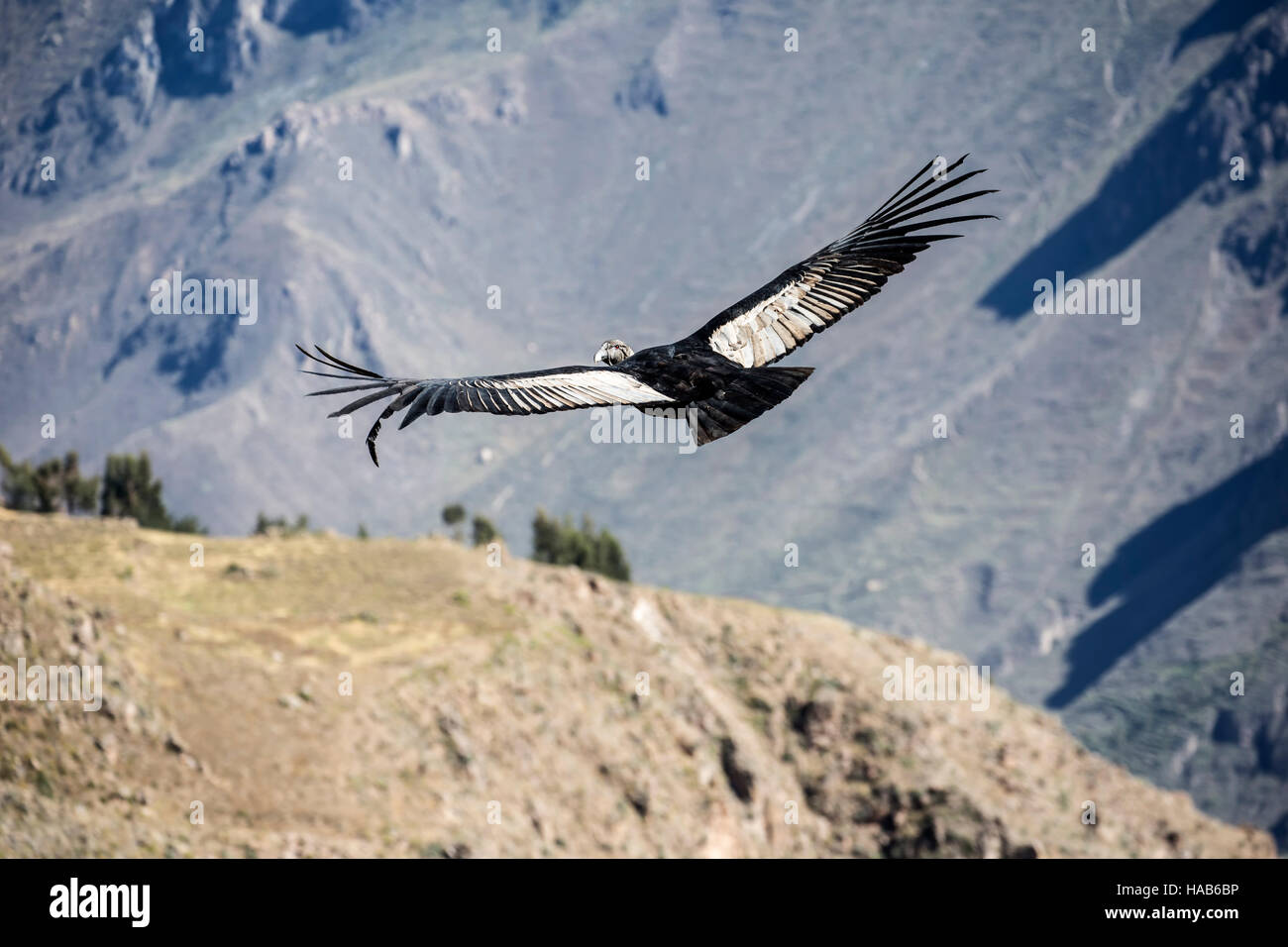 Andean condor (Vultur gryphus) flying over Colca Canyon, from Cross of ...