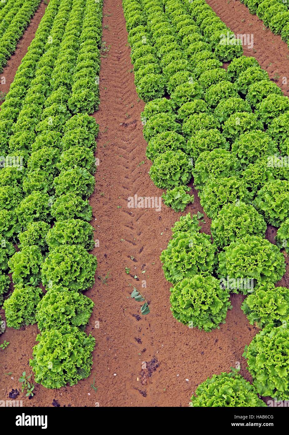 Agriculture huge field of green lettuce in summer Stock Photo - Alamy