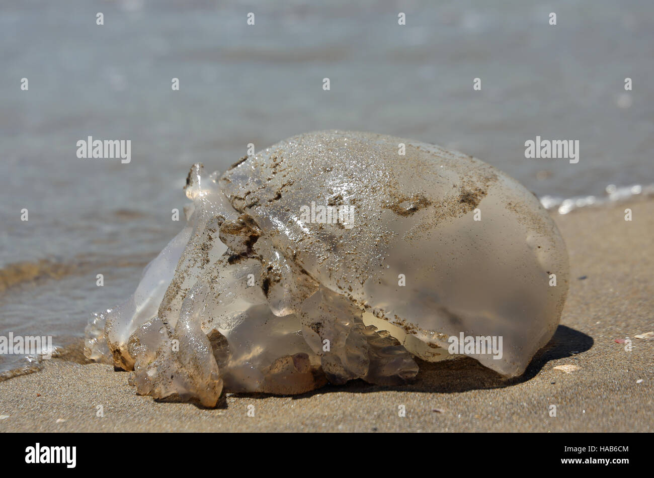 great beached jellyfish on the sea sandy beach Stock Photo - Alamy