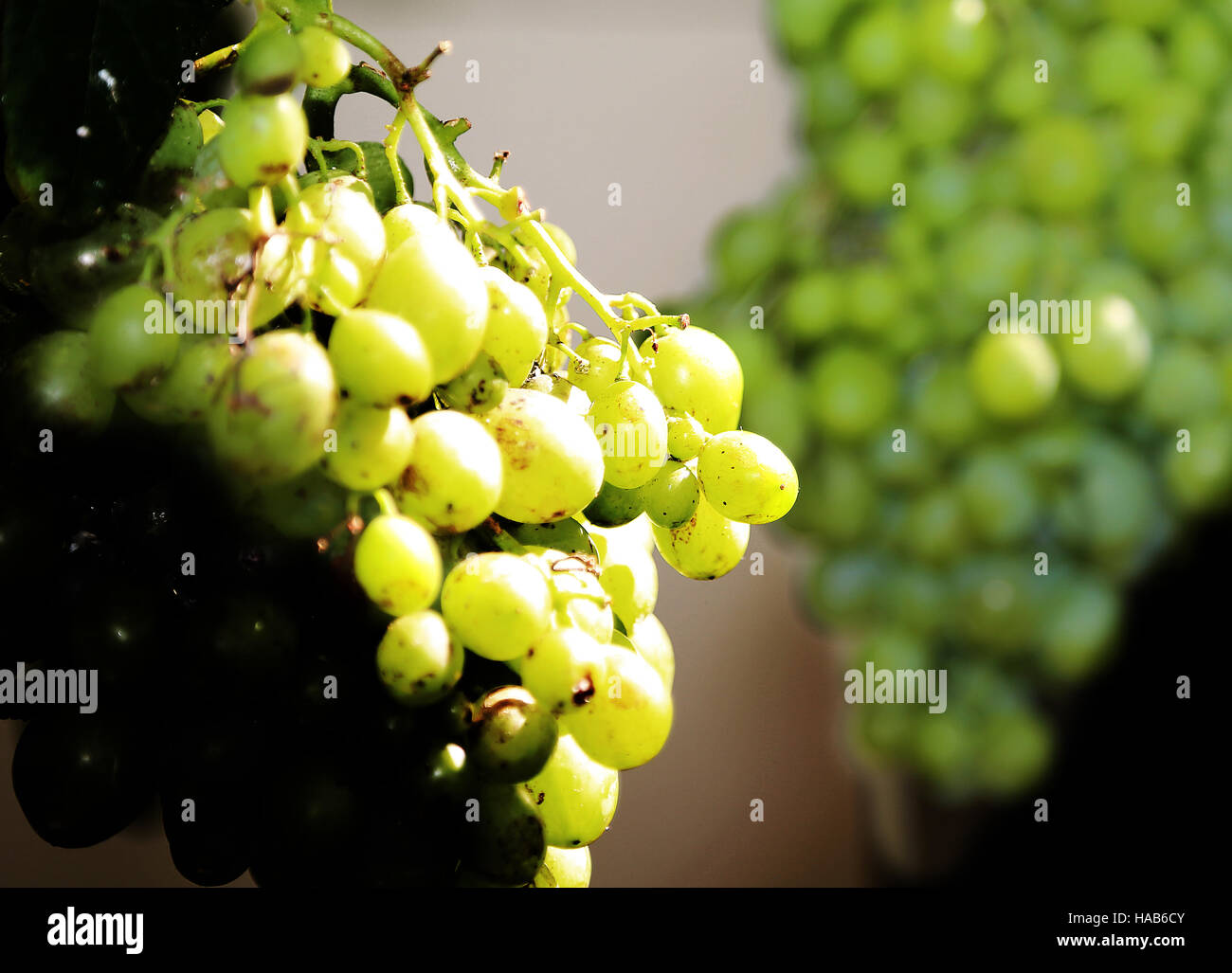 Ripe bunches white grapes on hi-res stock photography and images - Alamy