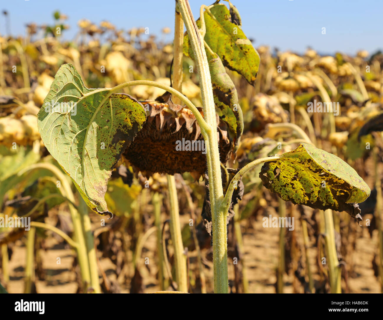 dried sunflower in the big field in the italian countryside Stock Photo ...