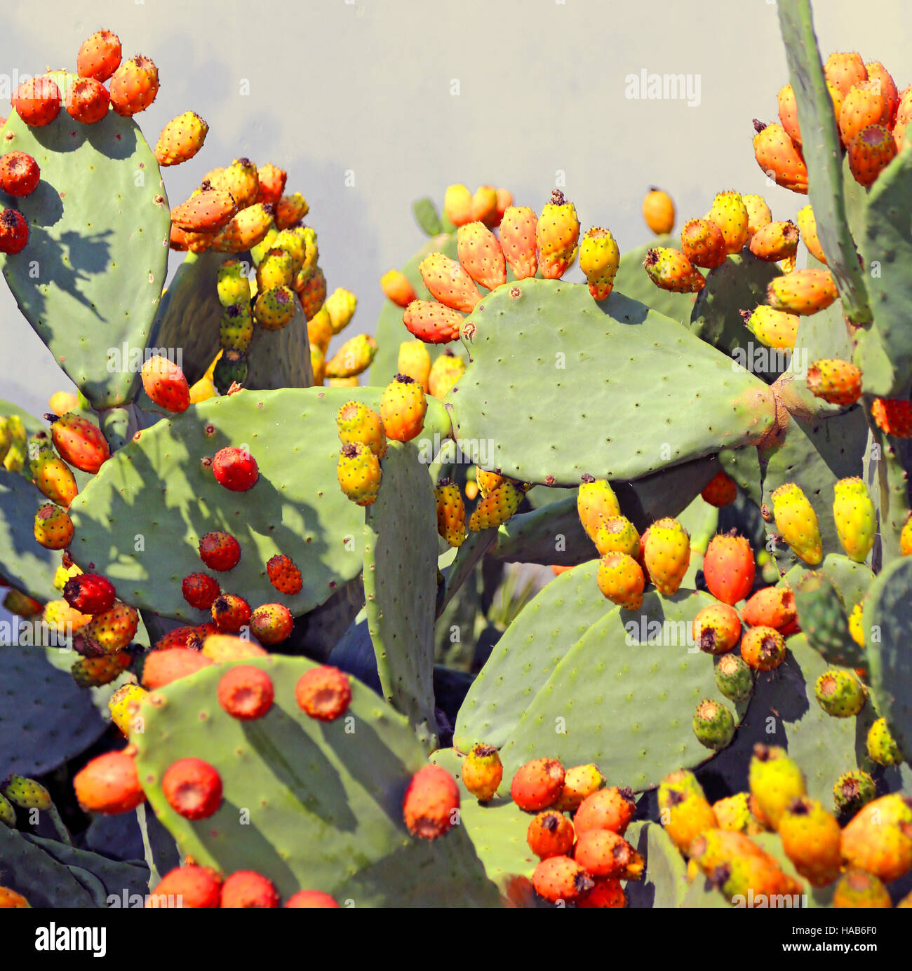 many ripe Indian fig opuntia in the cactus Stock Photo - Alamy