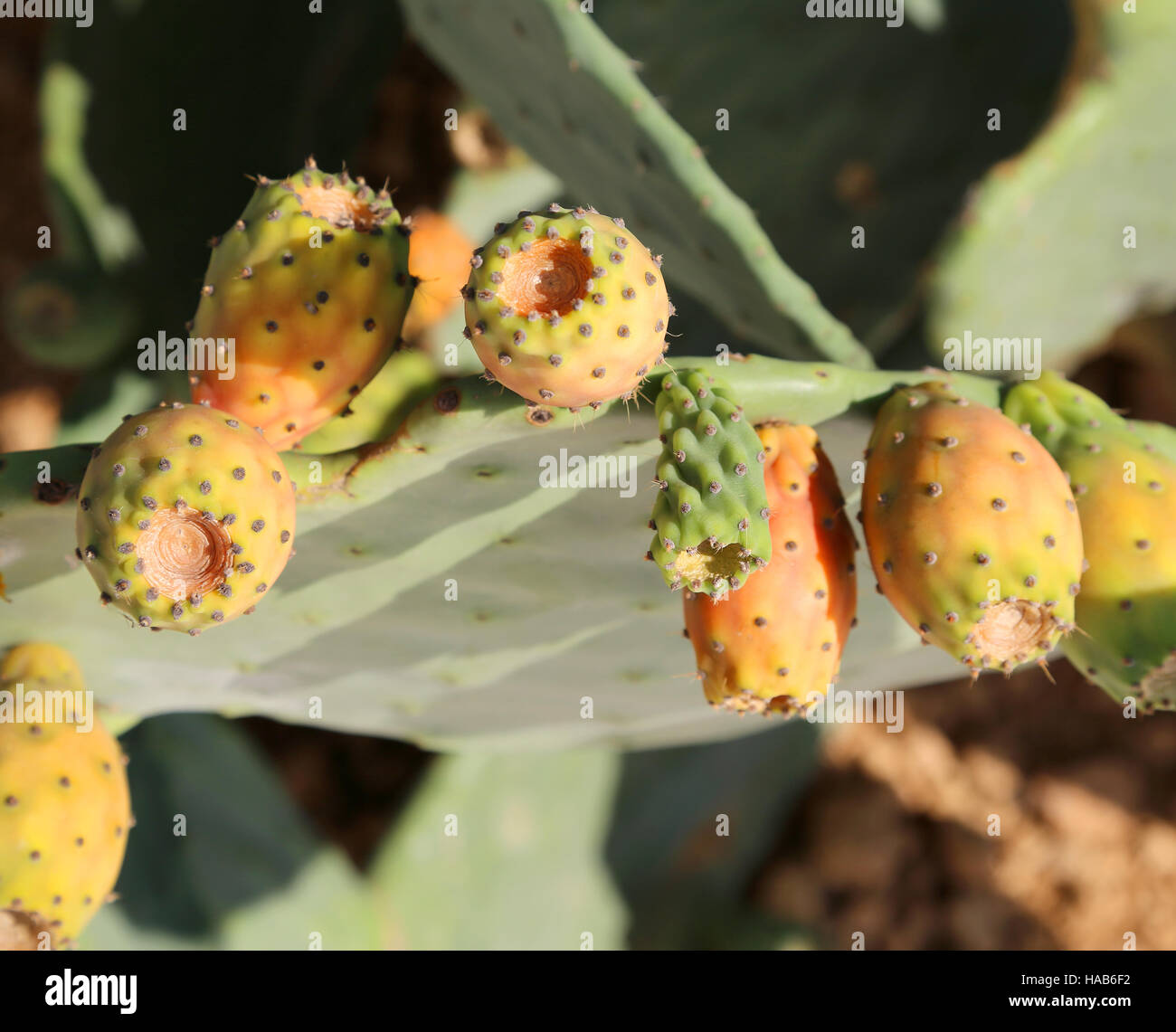 Bahrain and mexico hi-res stock photography and images - Alamy