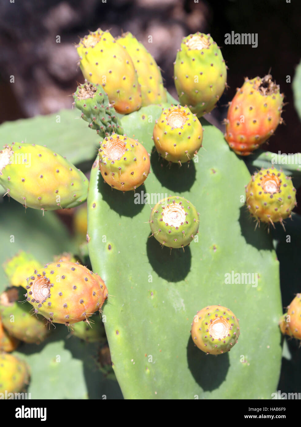 prickly plant with large ripe fruit ready for harvest Stock Photo - Alamy