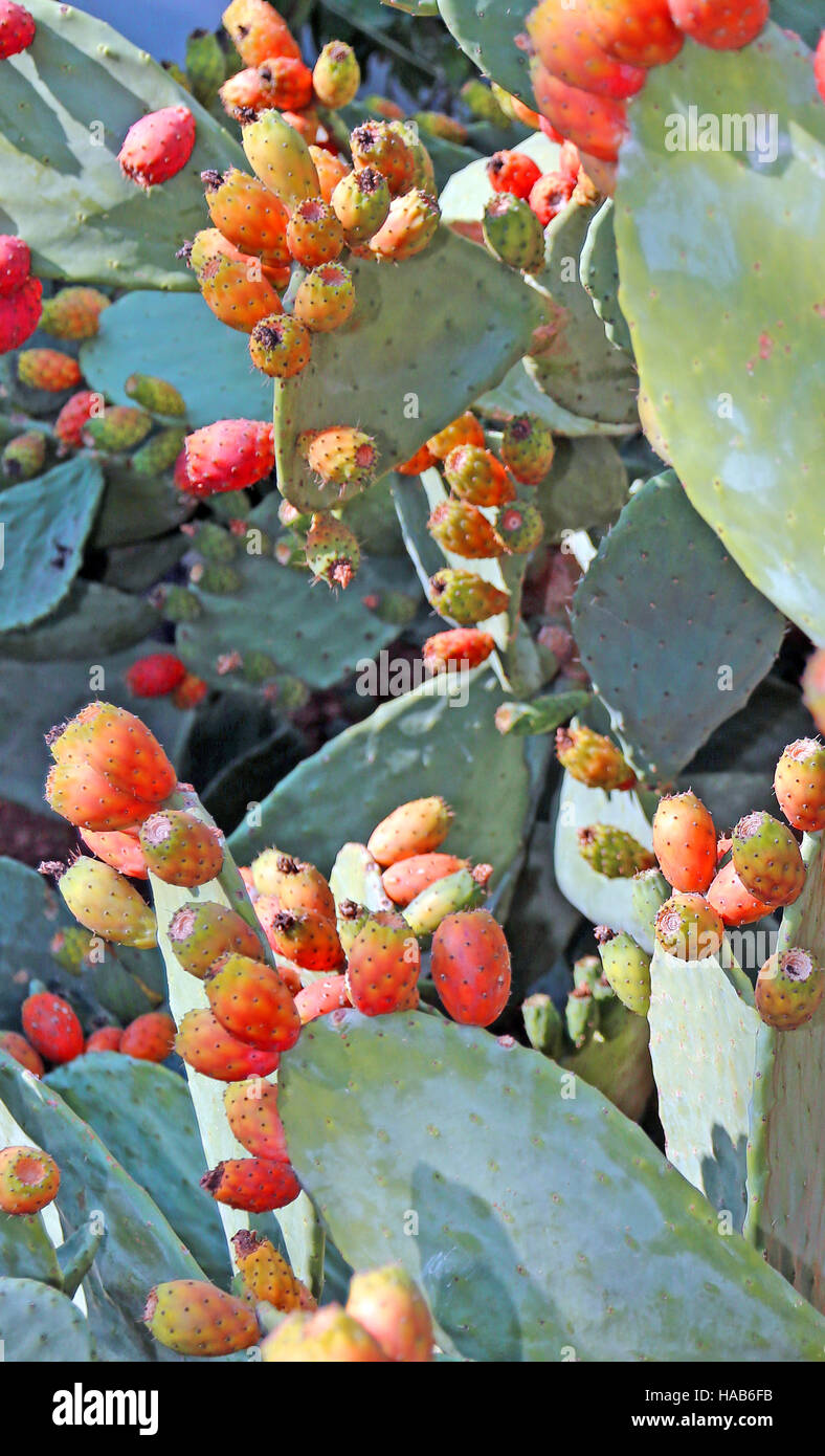 prickly plant with large ripe fruit ready for harvest Stock Photo - Alamy