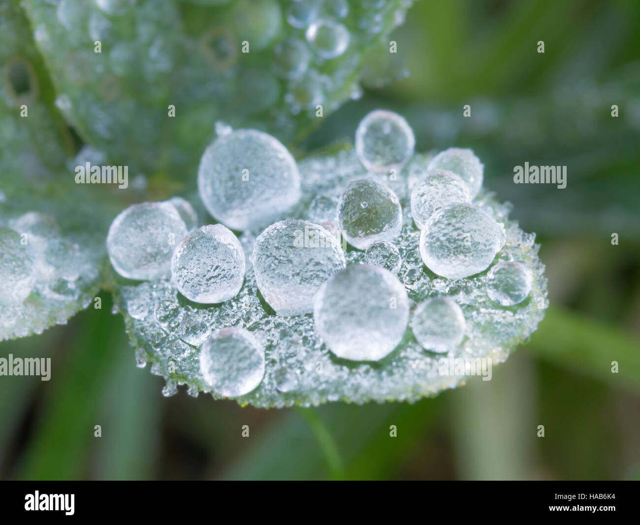 Frozen dew drops on leaf Stock Photo - Alamy