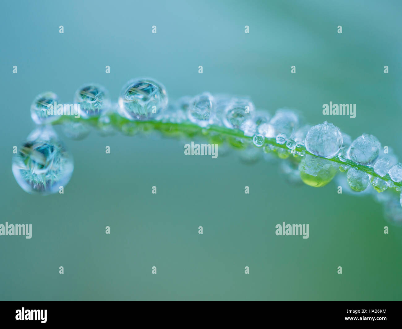 Frozen morning dew drops Stock Photo - Alamy