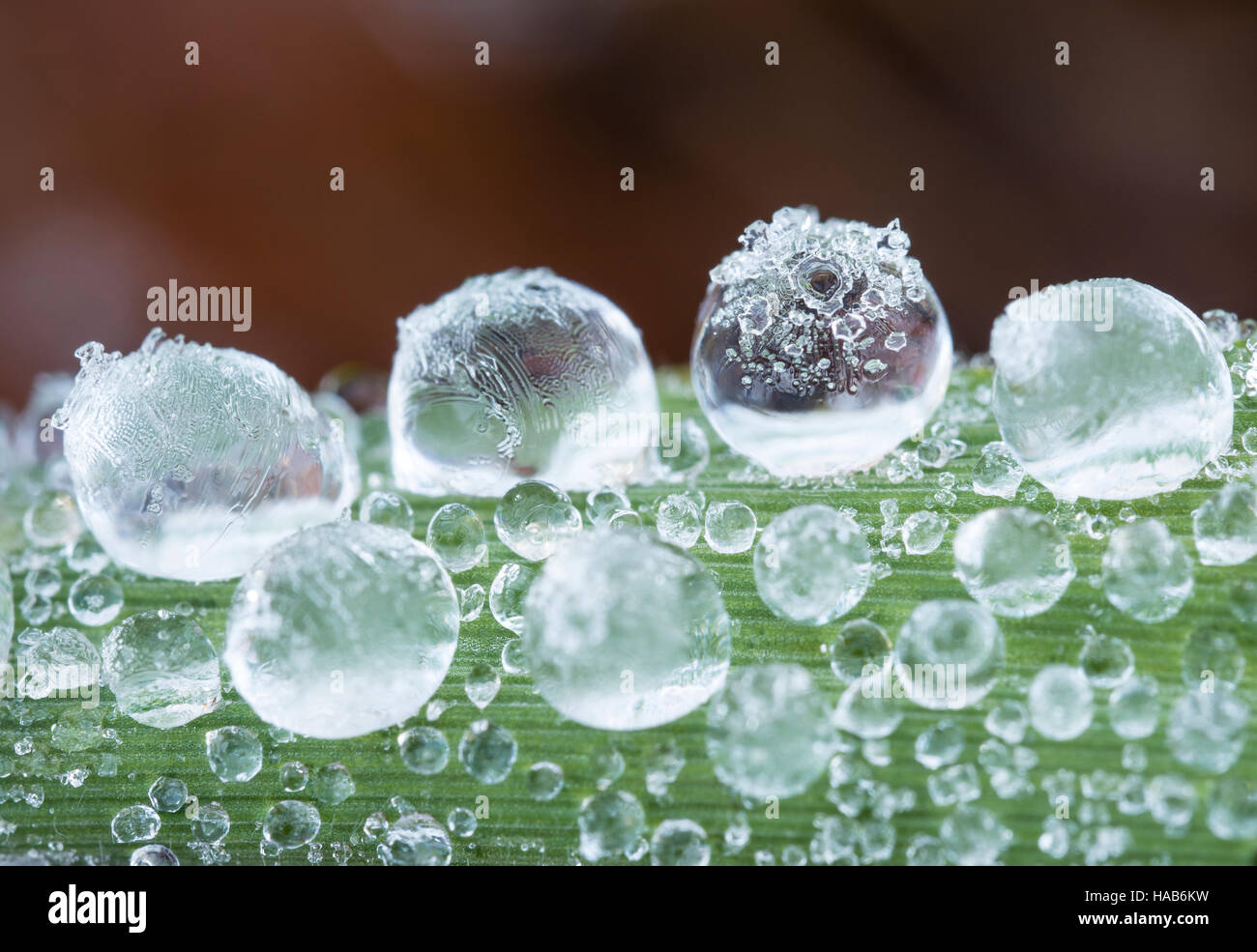 Frozen morning dew drops Stock Photo - Alamy