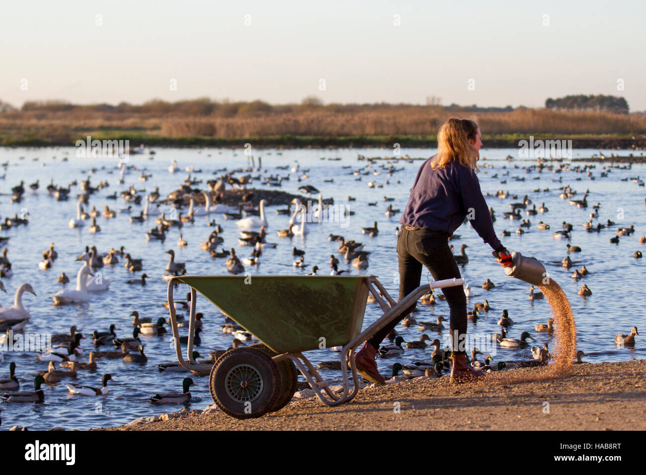 WWT Martin Mere Wetland Centre: Feed the birds at 3pm Whooper swans at ...