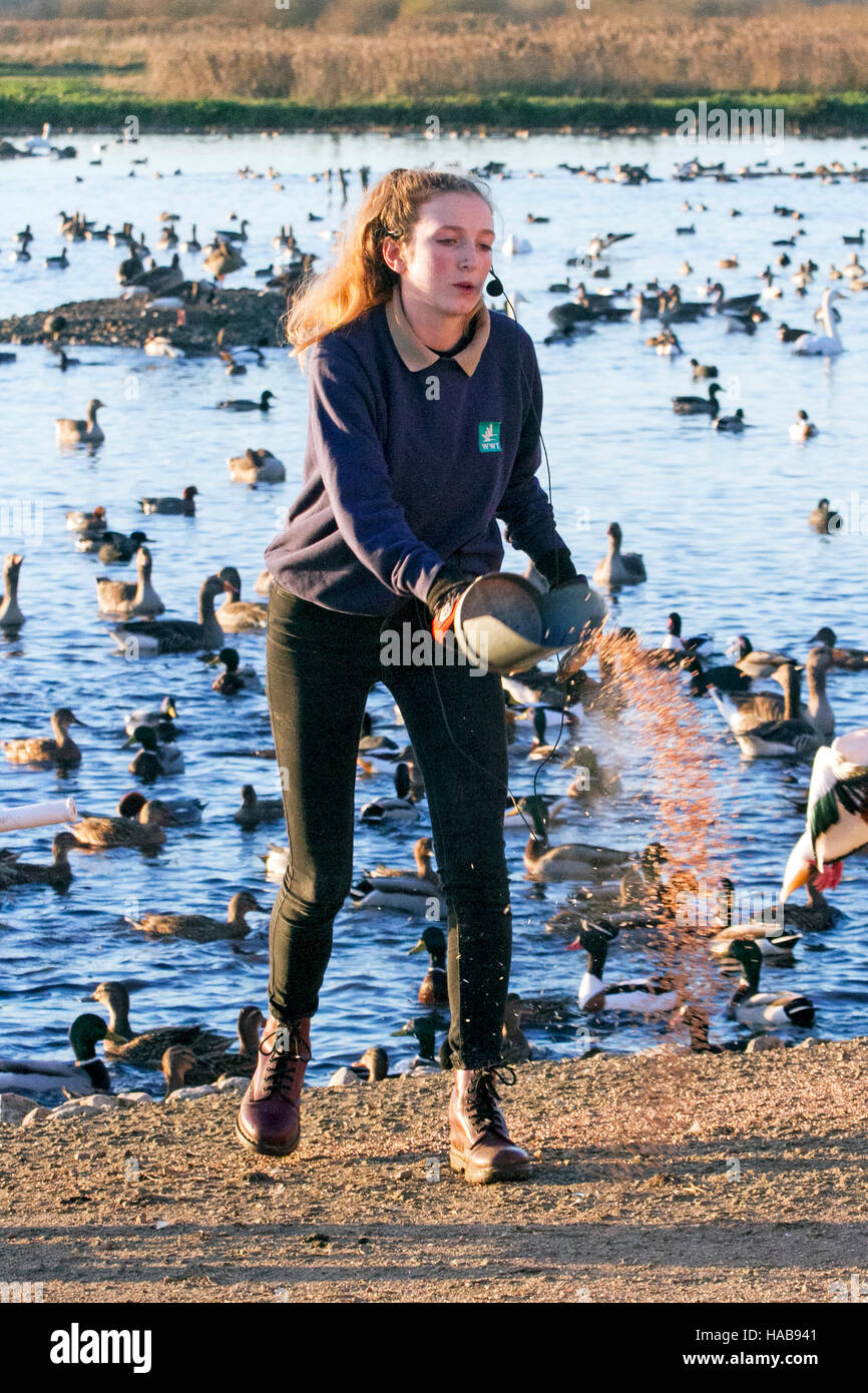 Keeper of the swans hi-res stock photography and images - Alamy
