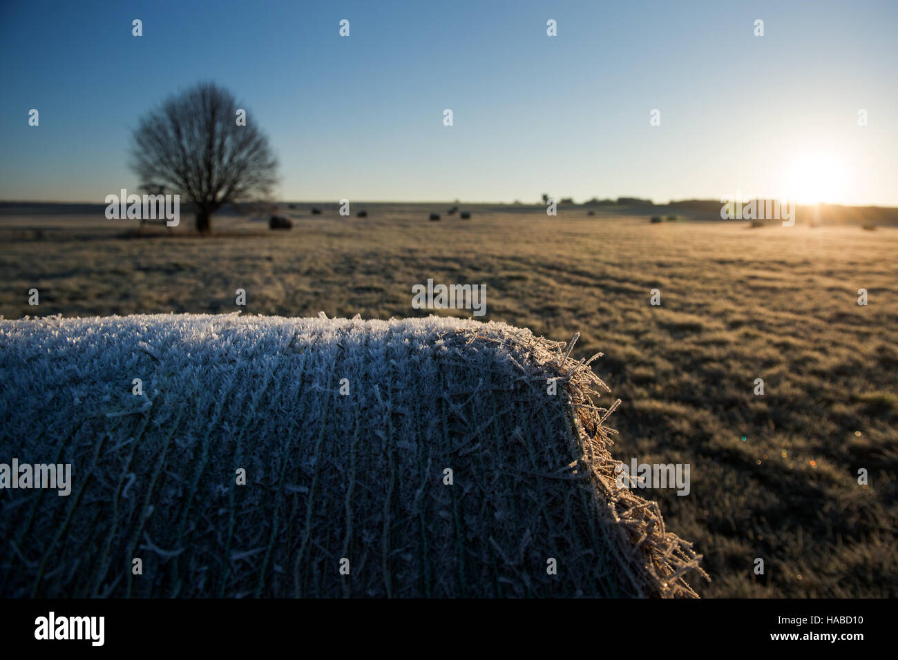 Ottendorf-Okrilla, Germany. 29th Nov, 2016. Ice crystals have formed on ...