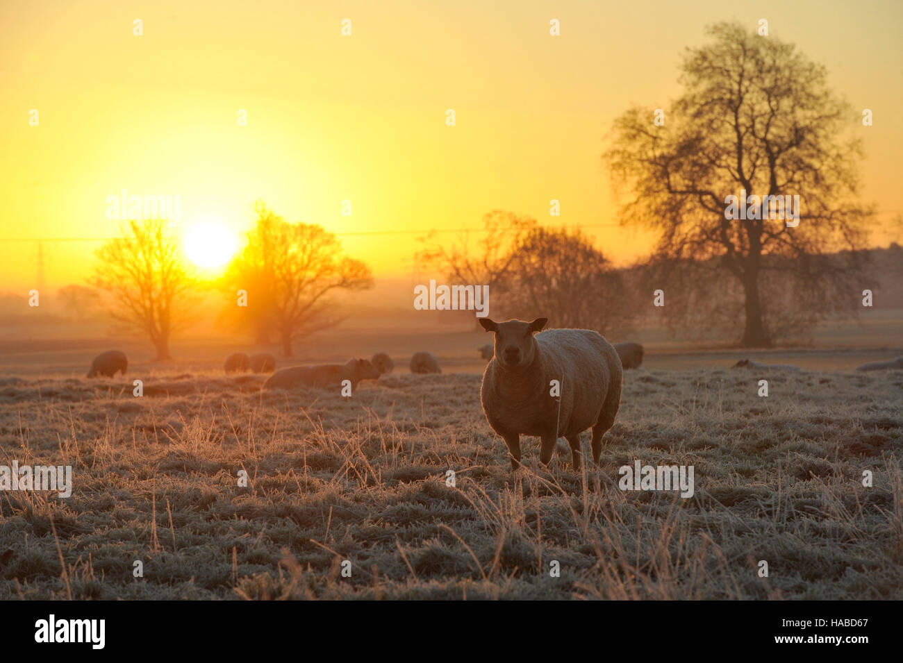 Habd67 hi-res stock photography and images - Alamy