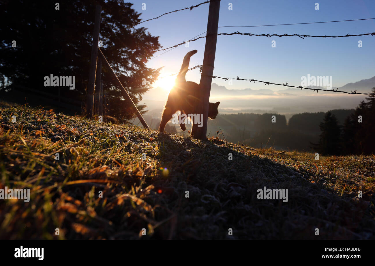 Seeg, Germany. 29th Nov, 2016. A cat sharpens its claws on a fence on ...