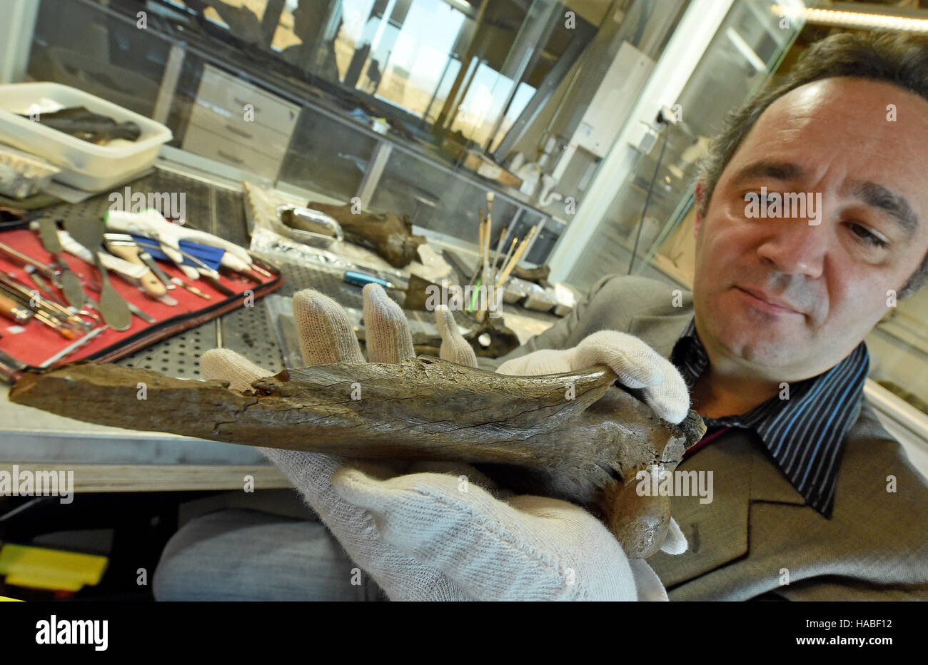 Humerus bone hi-res stock photography and images - Alamy