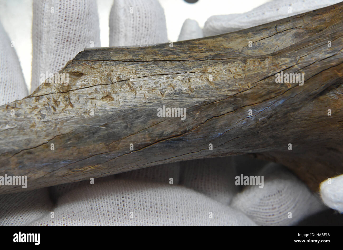 Humerus bone hi-res stock photography and images - Alamy