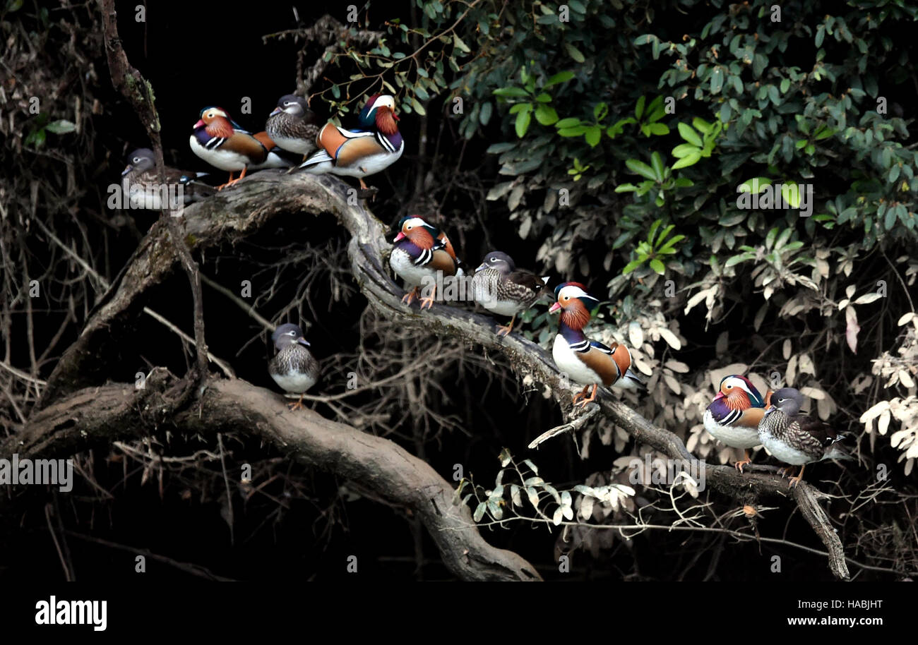 Mingxi, China's Fujian Province. 30th Nov, 2016. Wild mandarin ducks ...