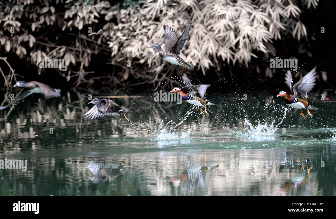 Mingxi, China's Fujian Province. 30th Nov, 2016. Wild mandarin ducks ...
