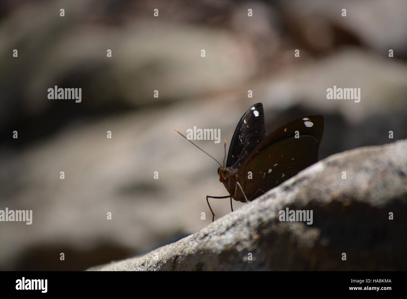 Asian butterfly hi-res stock photography and images - Alamy