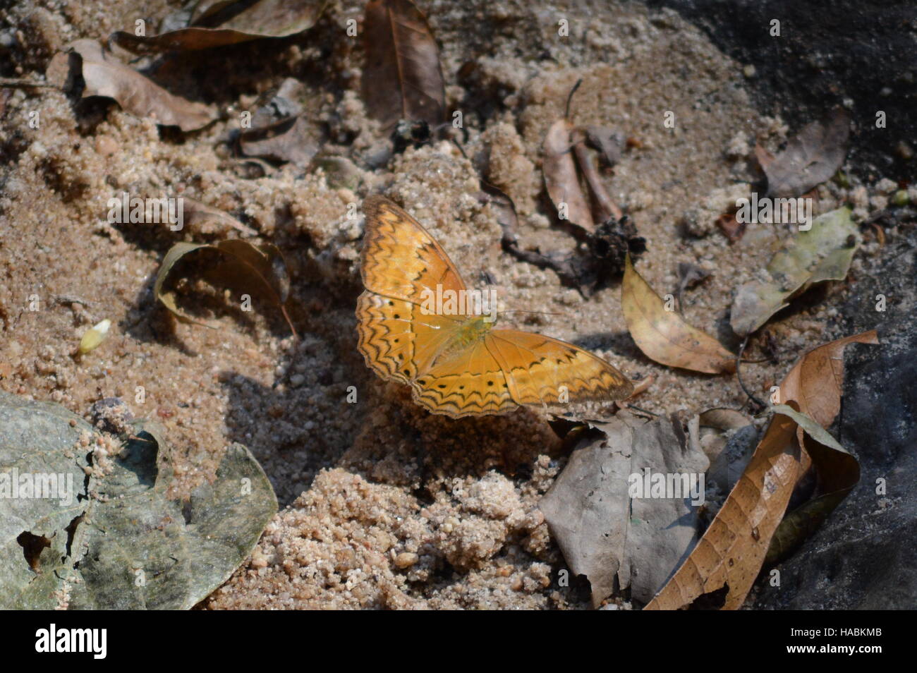 Asian butterfly hi-res stock photography and images - Alamy