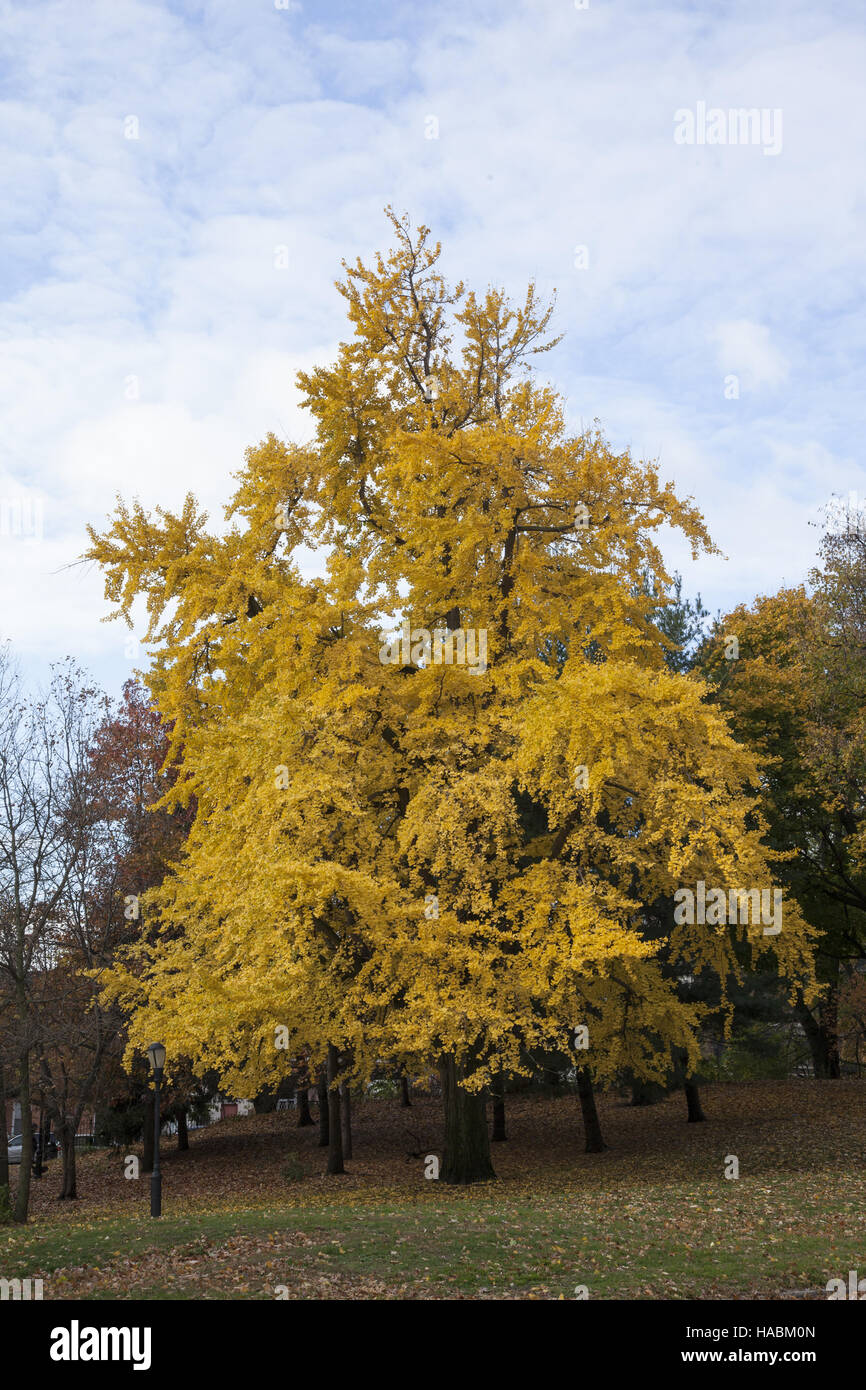 Gingko Tree shows its brilliant autumn color in Prospect Park, Brooklyn ...