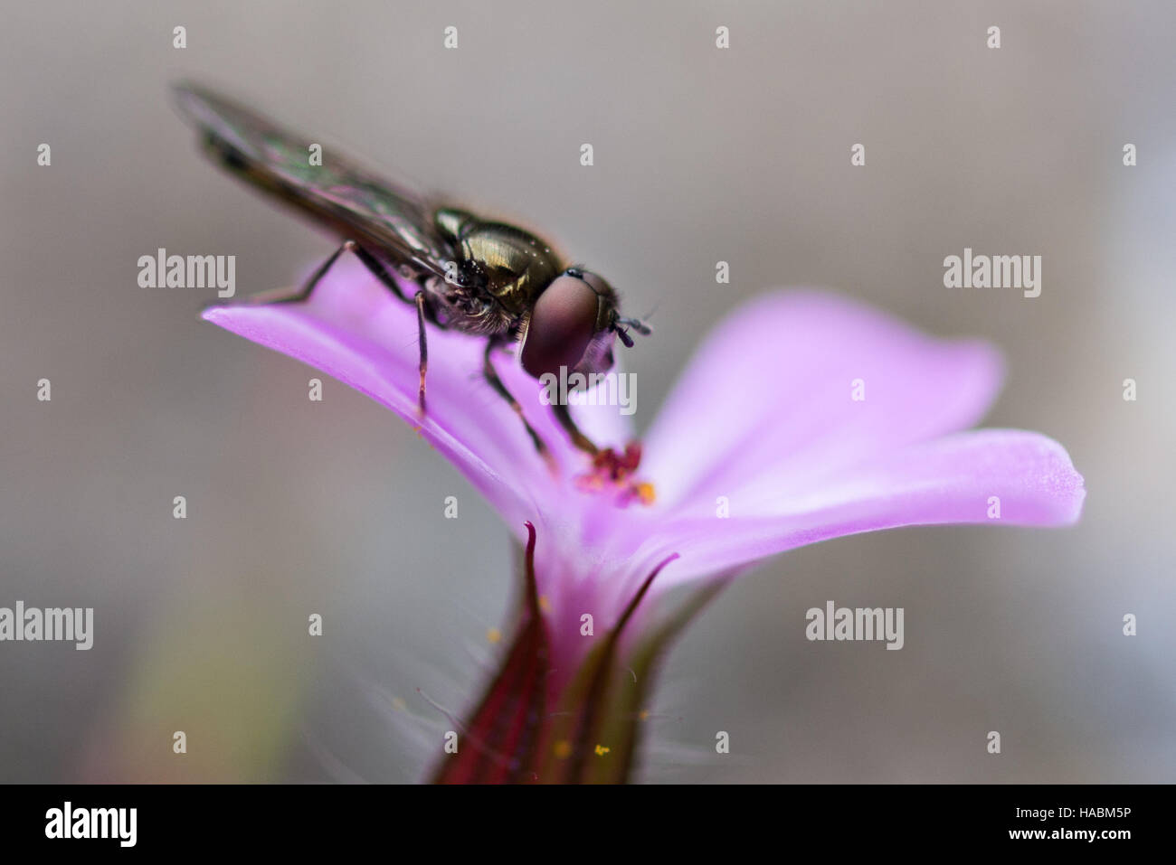 Fly on a flower Stock Photo - Alamy