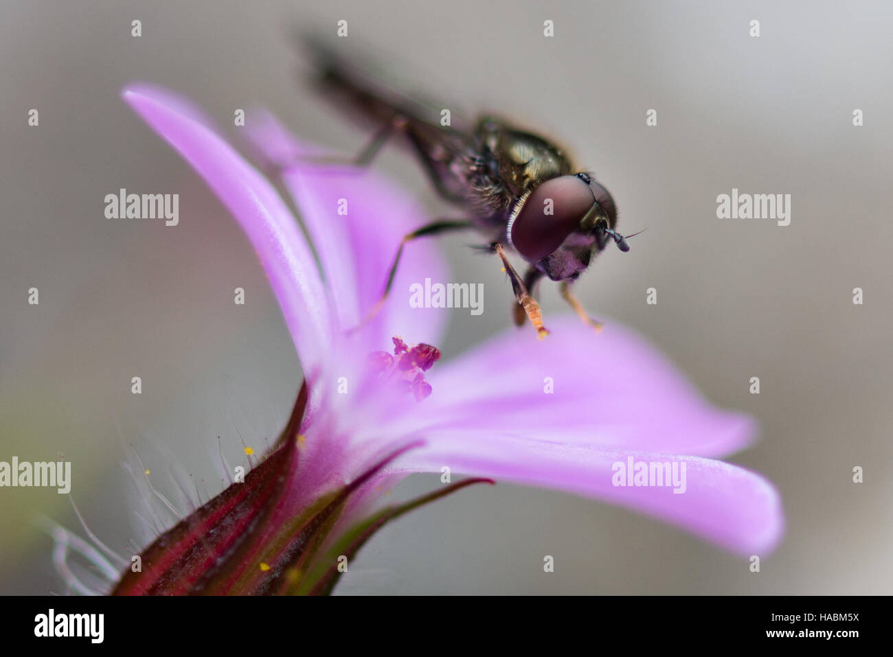 Fly taking off from a flower Stock Photo - Alamy