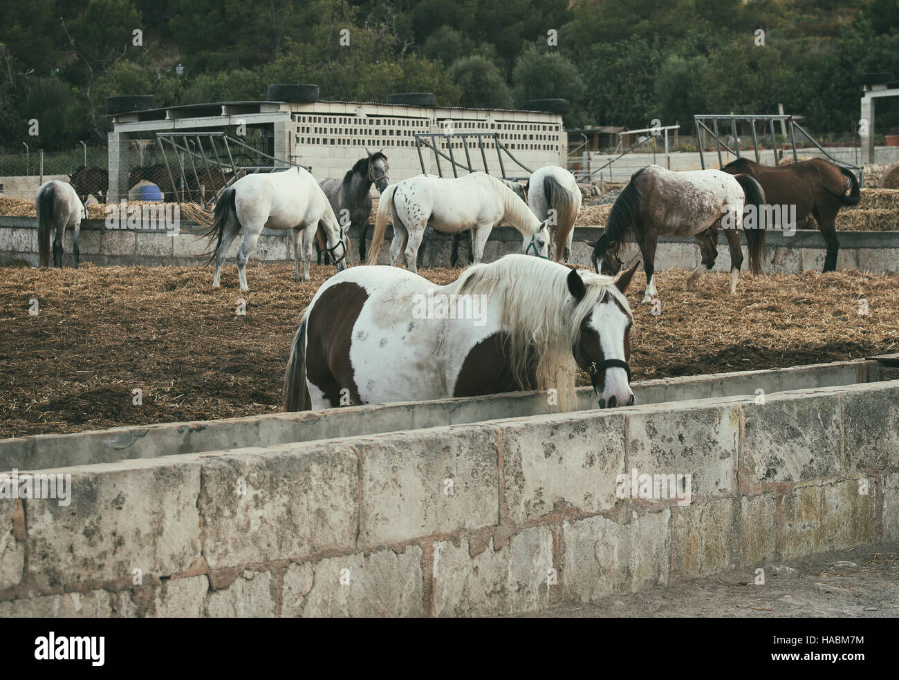 Portrait of horses in the paddock Stock Photo - Alamy