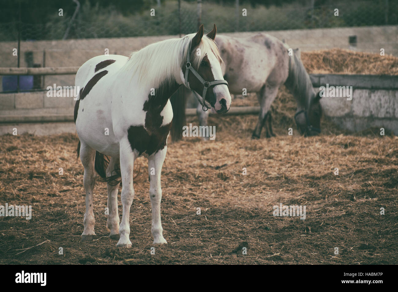 Portrait of horses in the paddock Stock Photo - Alamy