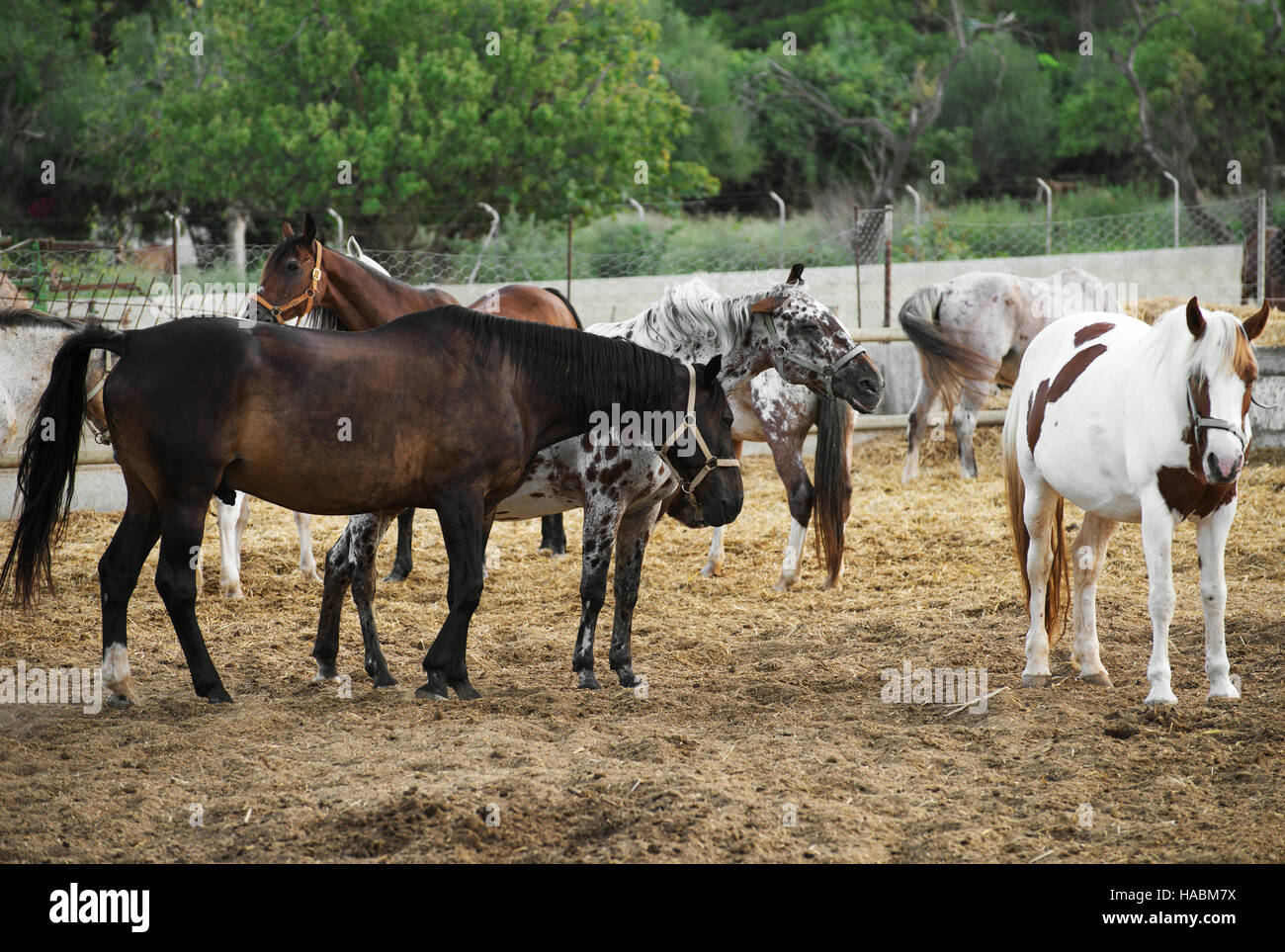 Portrait of horses in the paddock Stock Photo - Alamy