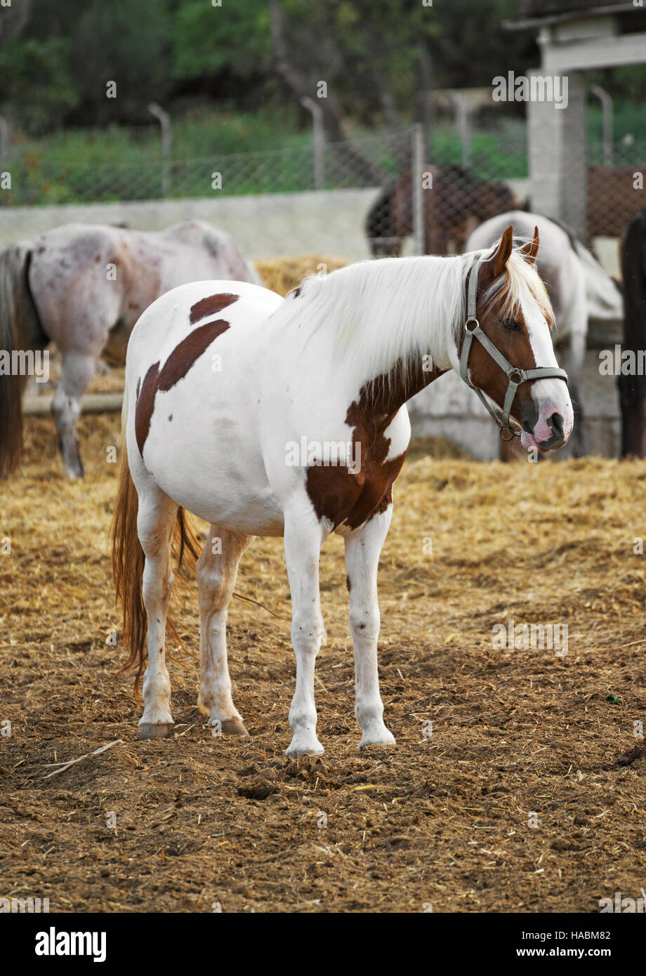 Portrait of horse in the paddock Stock Photo - Alamy