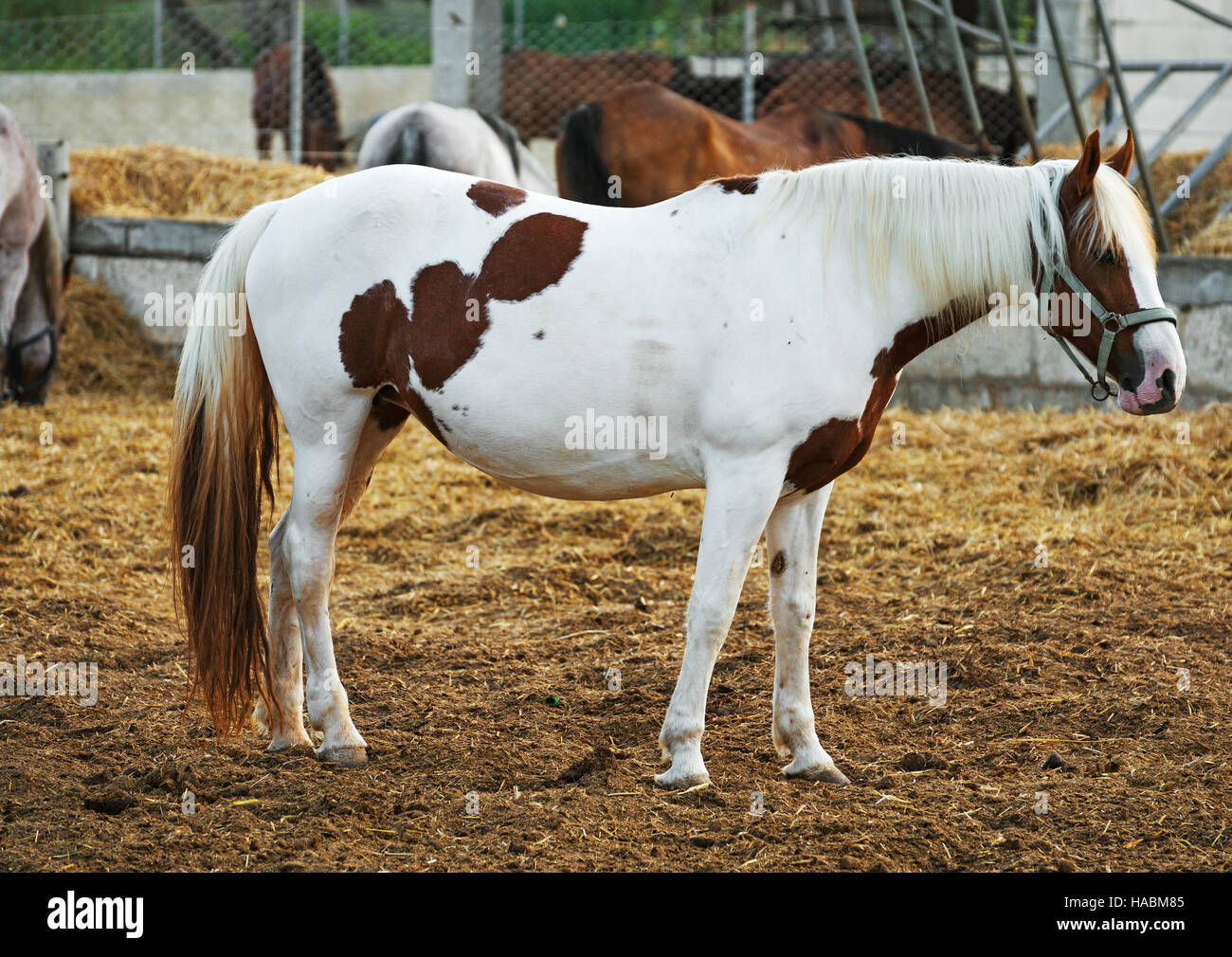 Portrait of horse in the paddock Stock Photo - Alamy