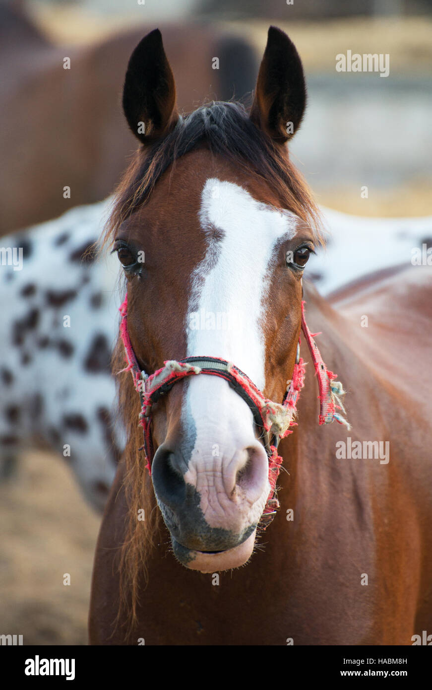 Close-up portrait of horse in the paddock Stock Photo - Alamy