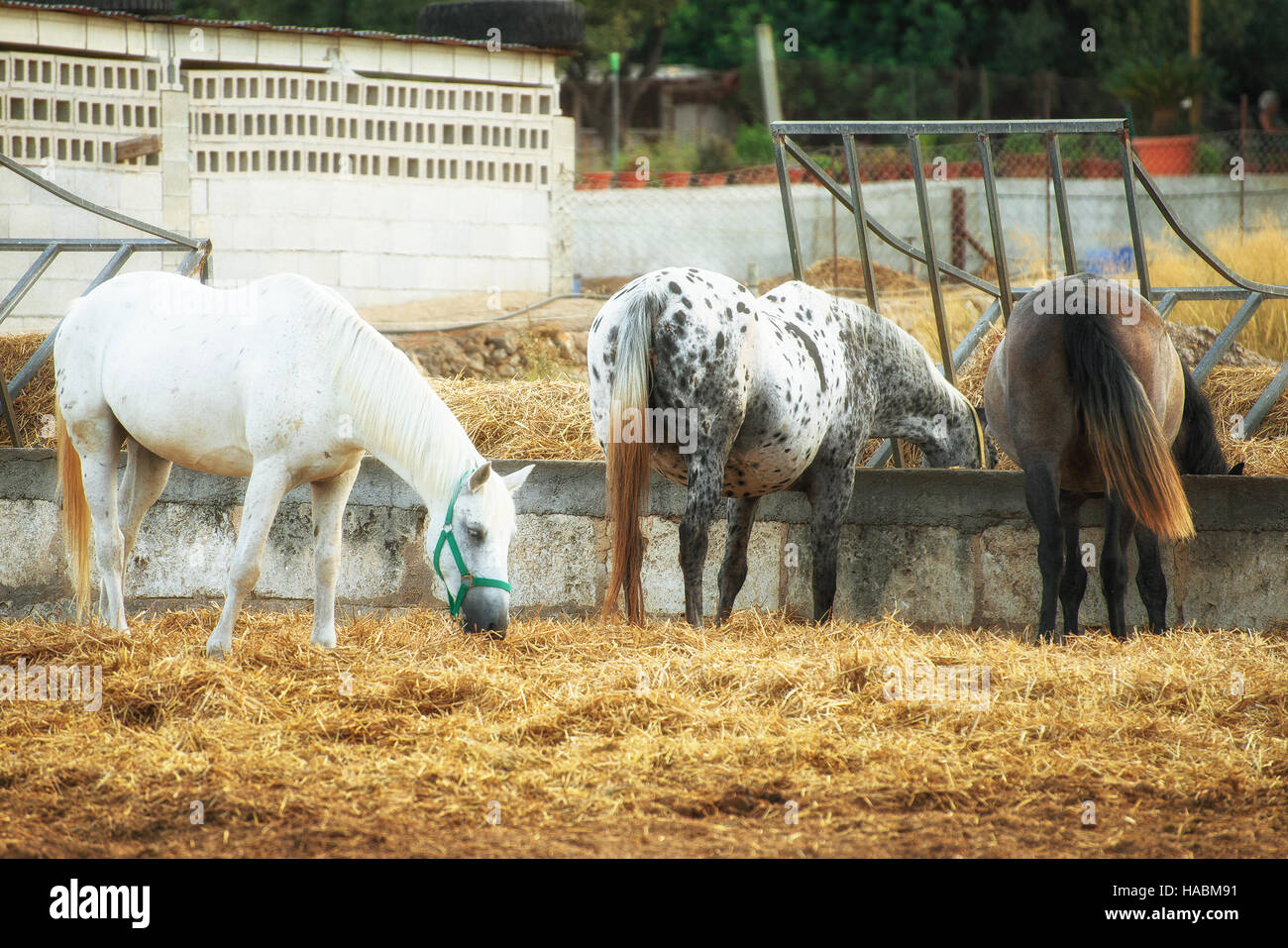 Portrait of horses in the paddock Stock Photo - Alamy